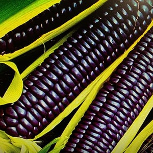 Purple Corn Maiz Morado Goth Garden Seeds Pack- Edible Garden ...