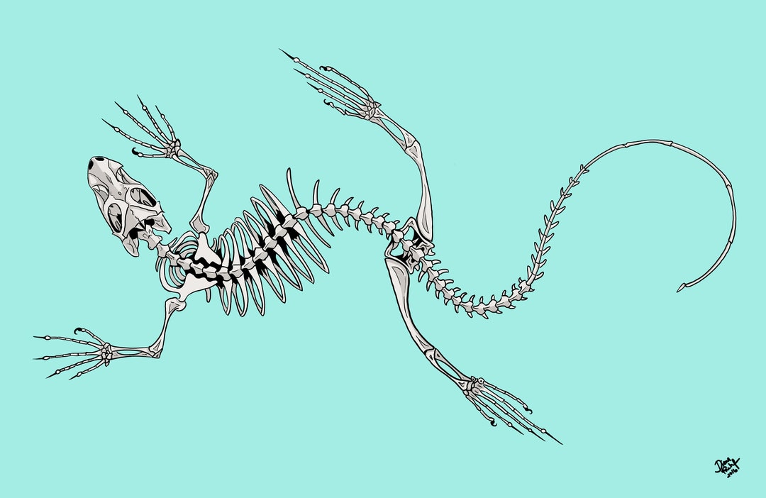 Iguana Skeleton - Etsy