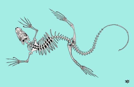 Iguana Skeleton - Etsy