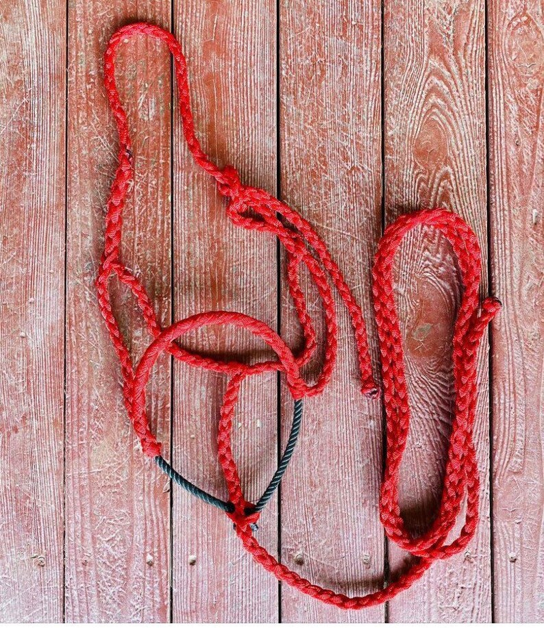 Red Halter With Black Noseband - Etsy
