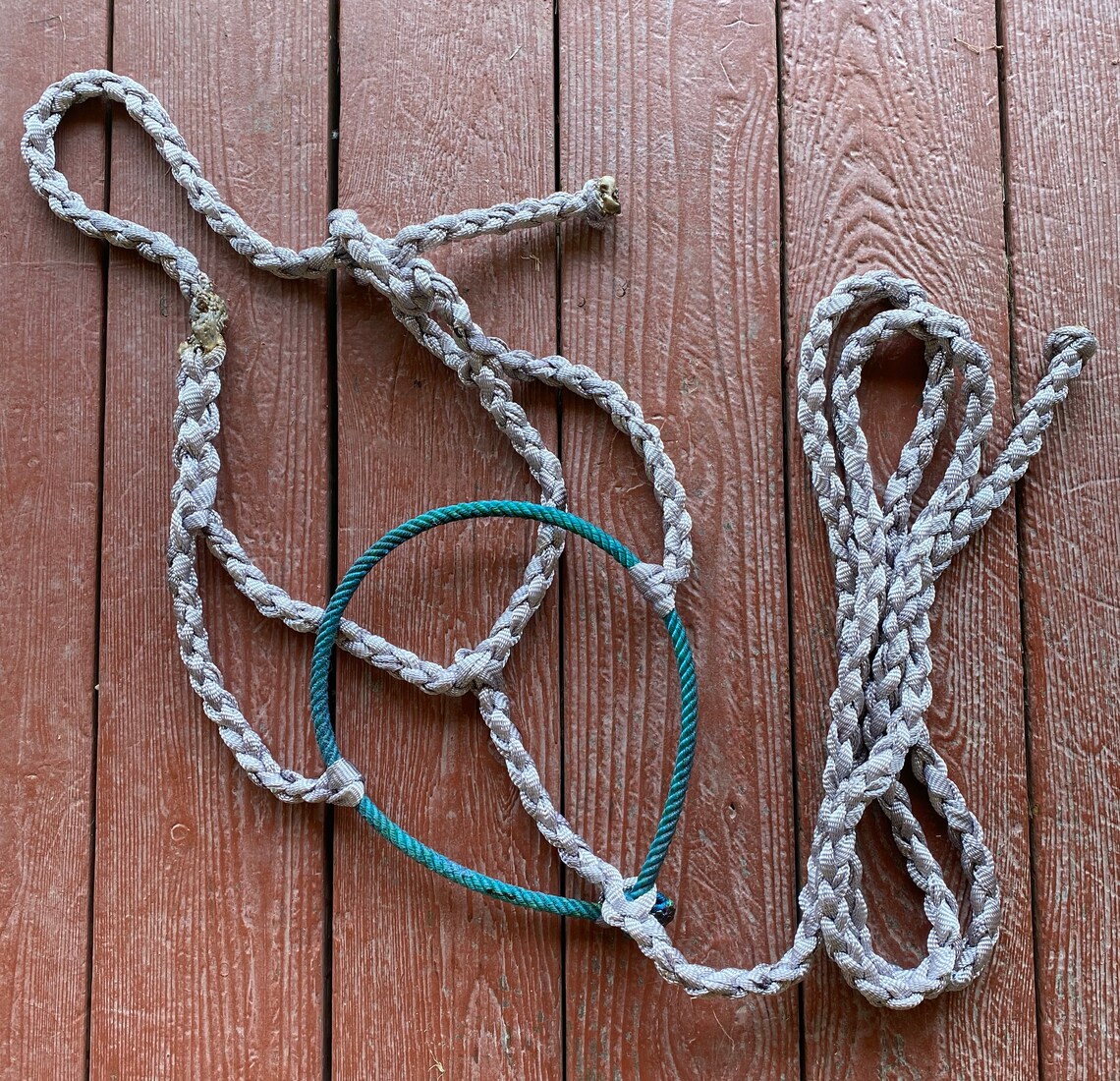 Gray Muletape Halter W/ Teal Rope Noseband - Etsy