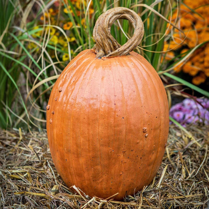 Whimsical Pumpkin - Etsy