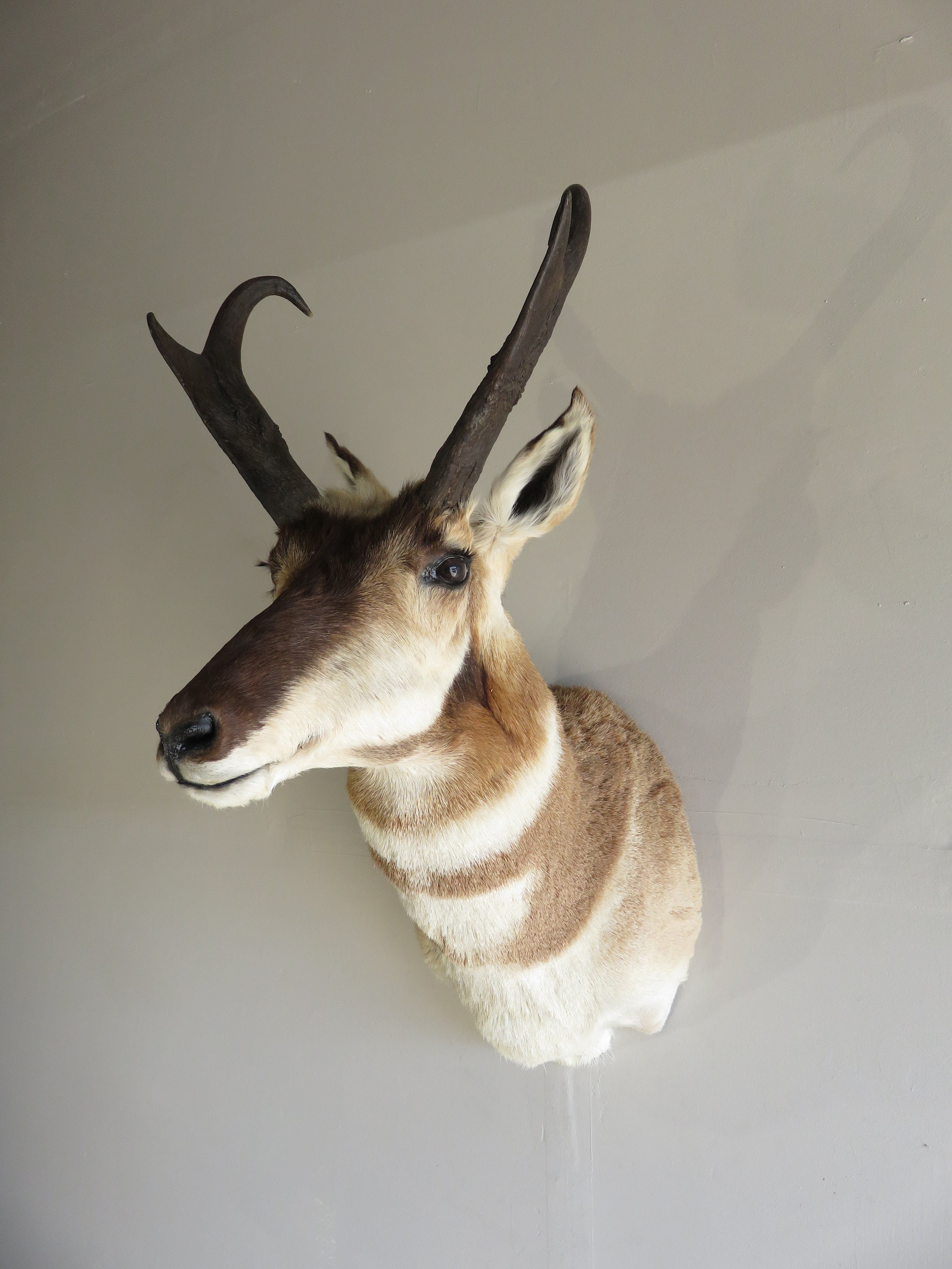 Pronghorn Taxidermy Mount for Sale. - Etsy