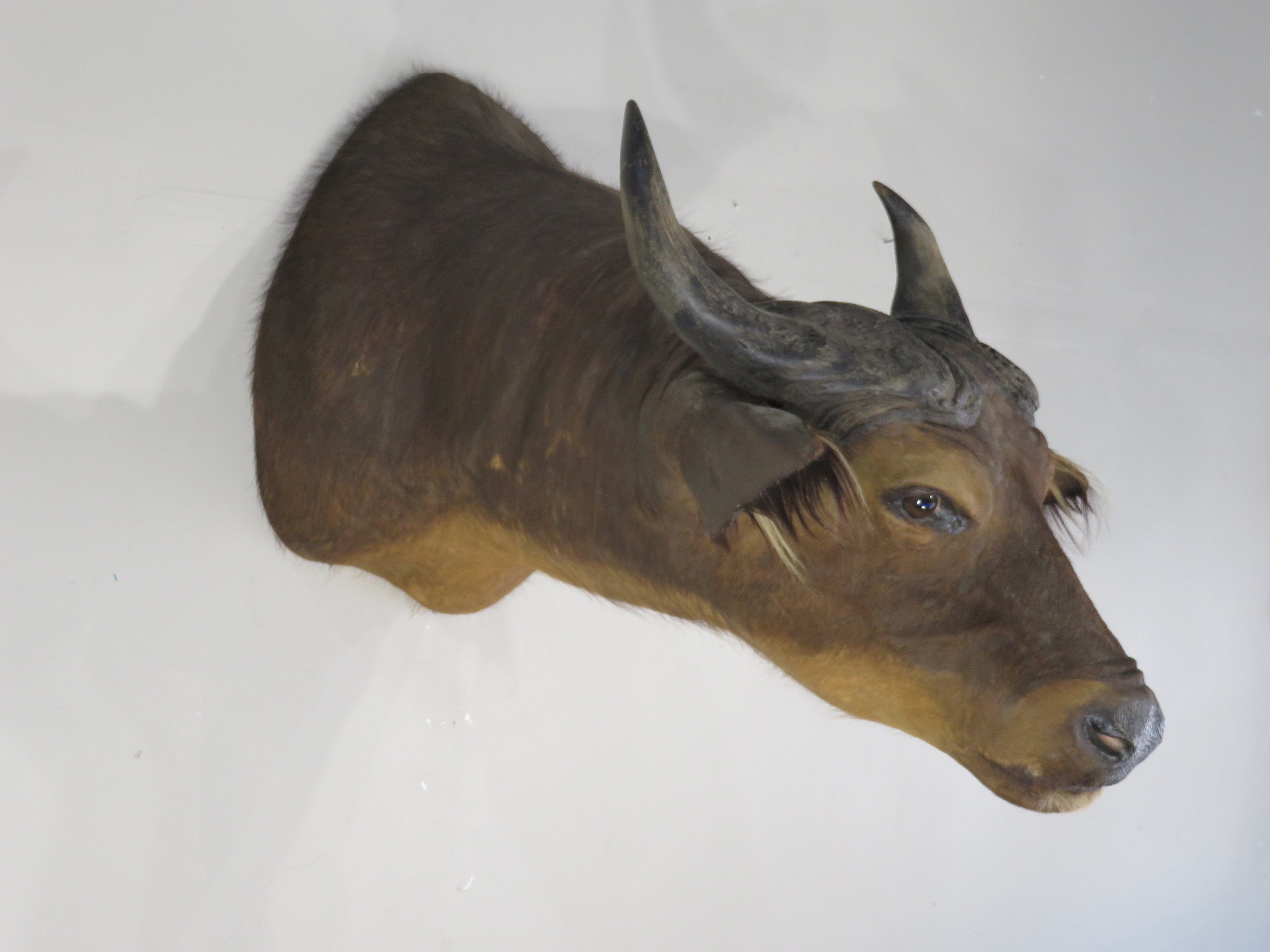 Buffalo Mounts