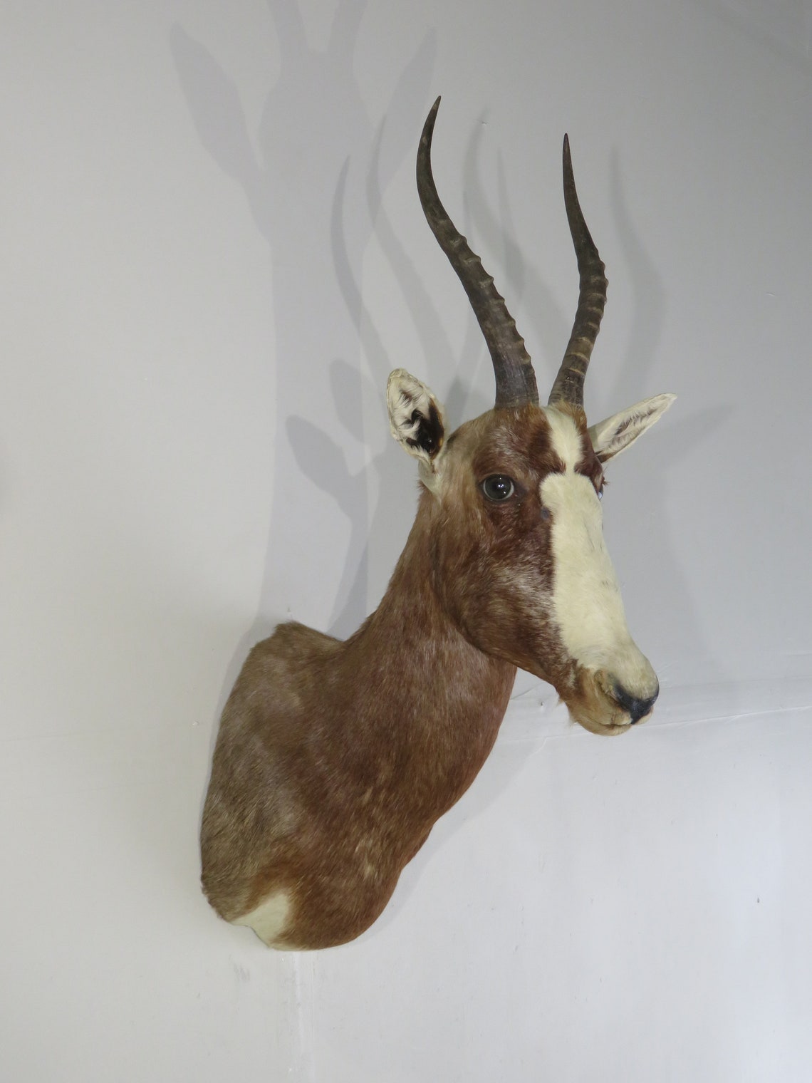 African Blesbok Taxidermy Shoulder Mount - Etsy