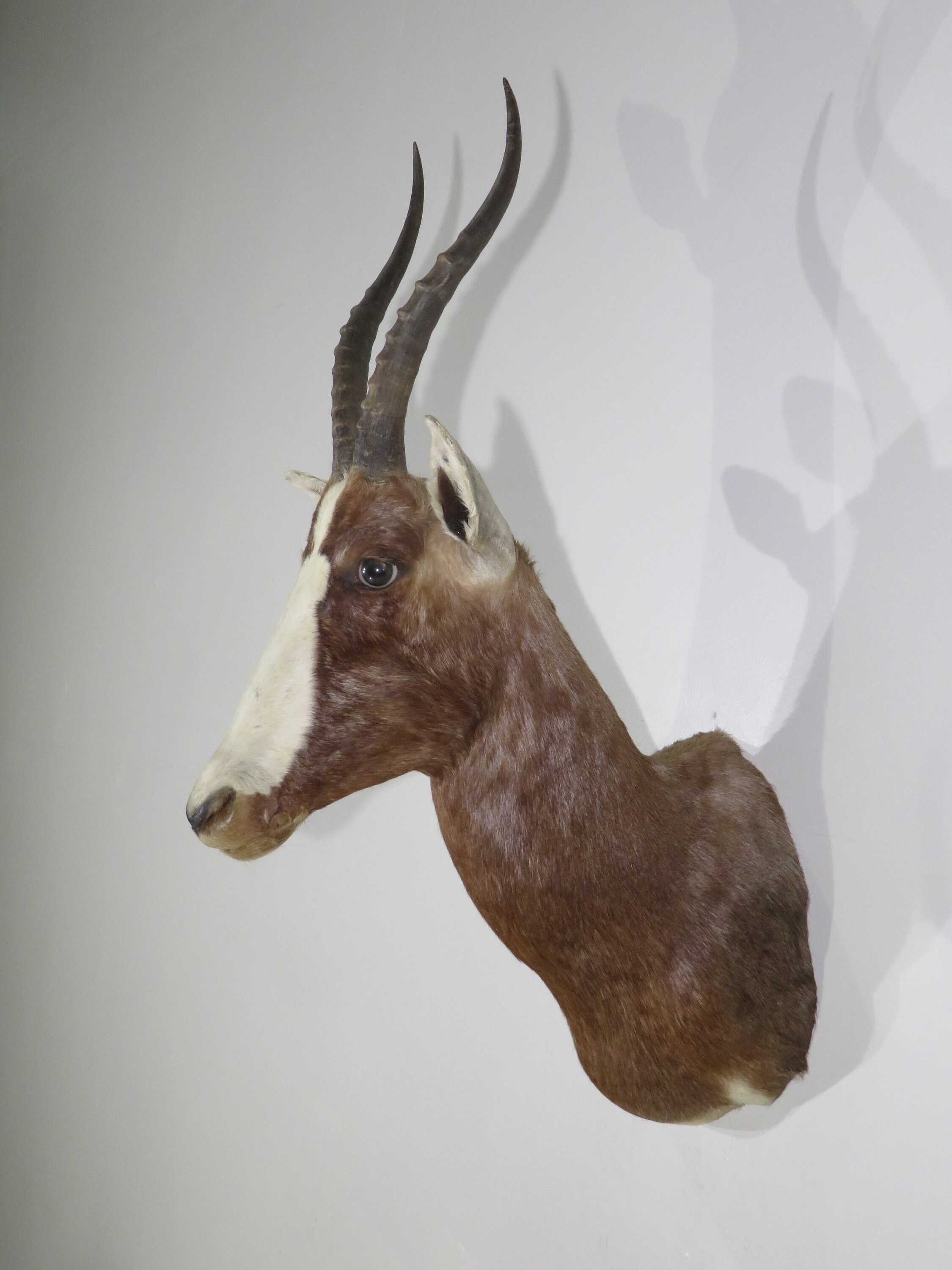 African Blesbok Taxidermy Shoulder Mount - Etsy