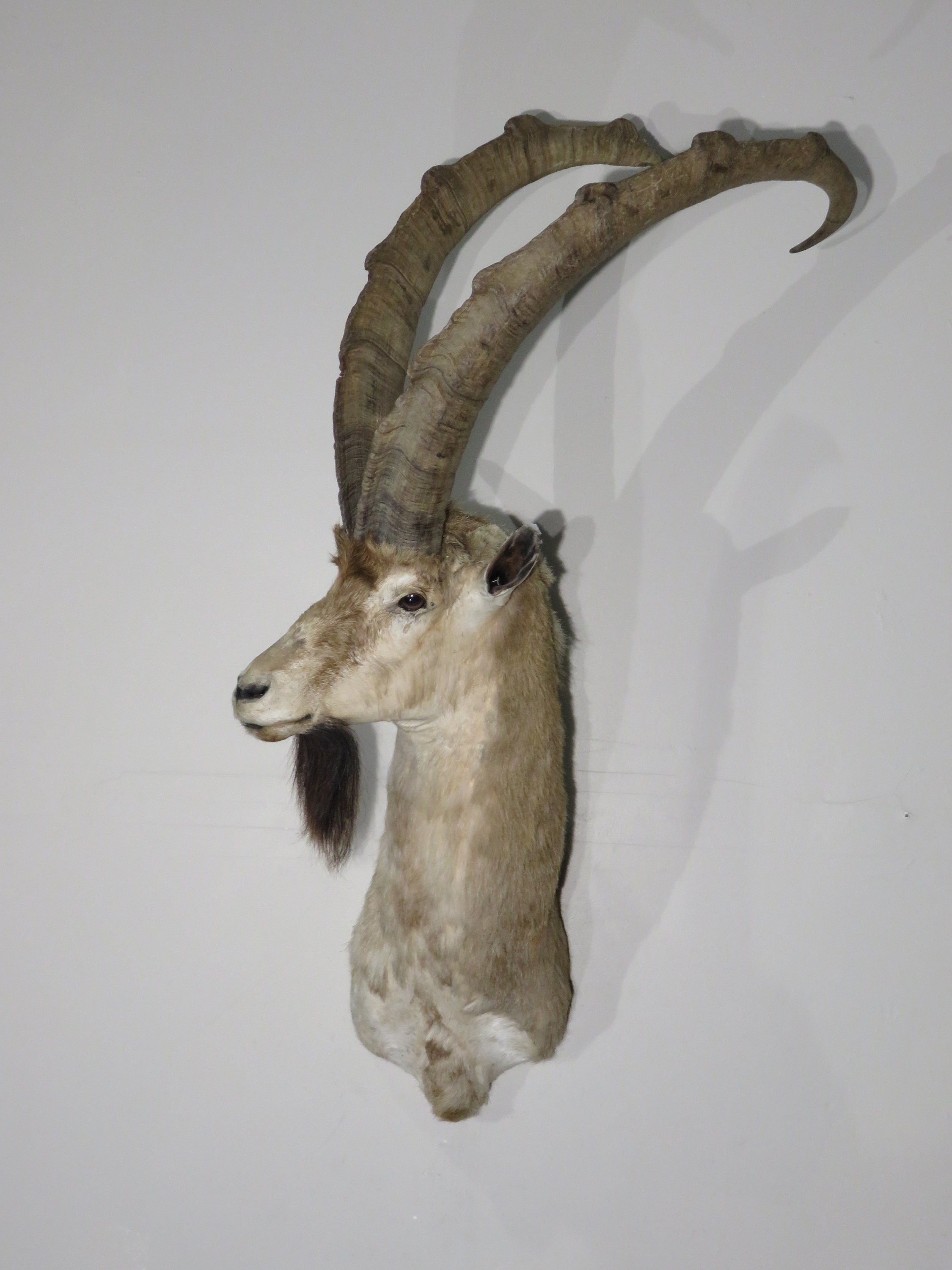 Hybrid Ibex Shoulder Mount for Sale. O-118I - Etsy