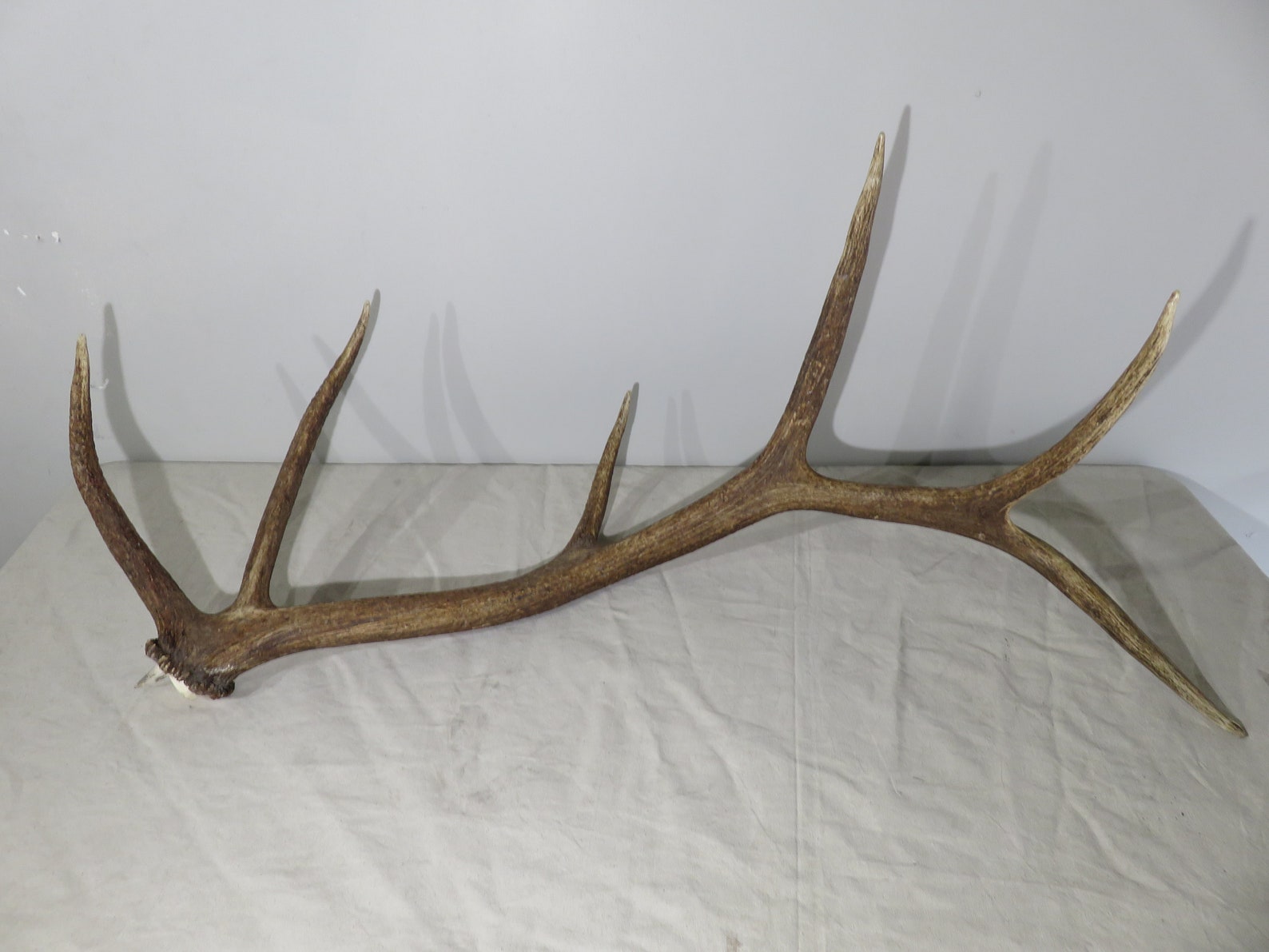 Elk Antlers 6 X 6 Rocky Mountain Bull. E-119A Craft Hobby - Etsy