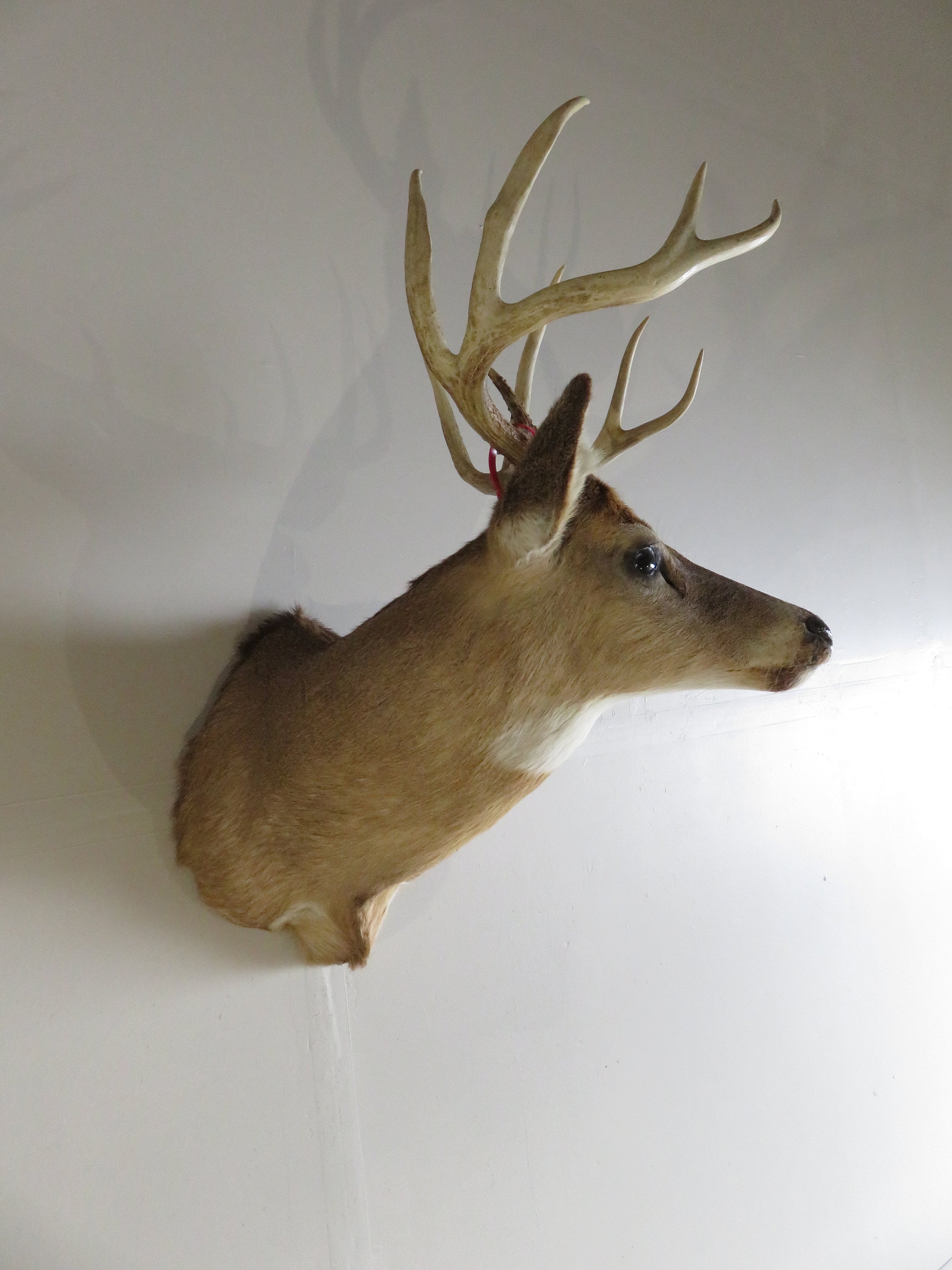 Whitetail Taxidermy Mount- Turned Head - Etsy