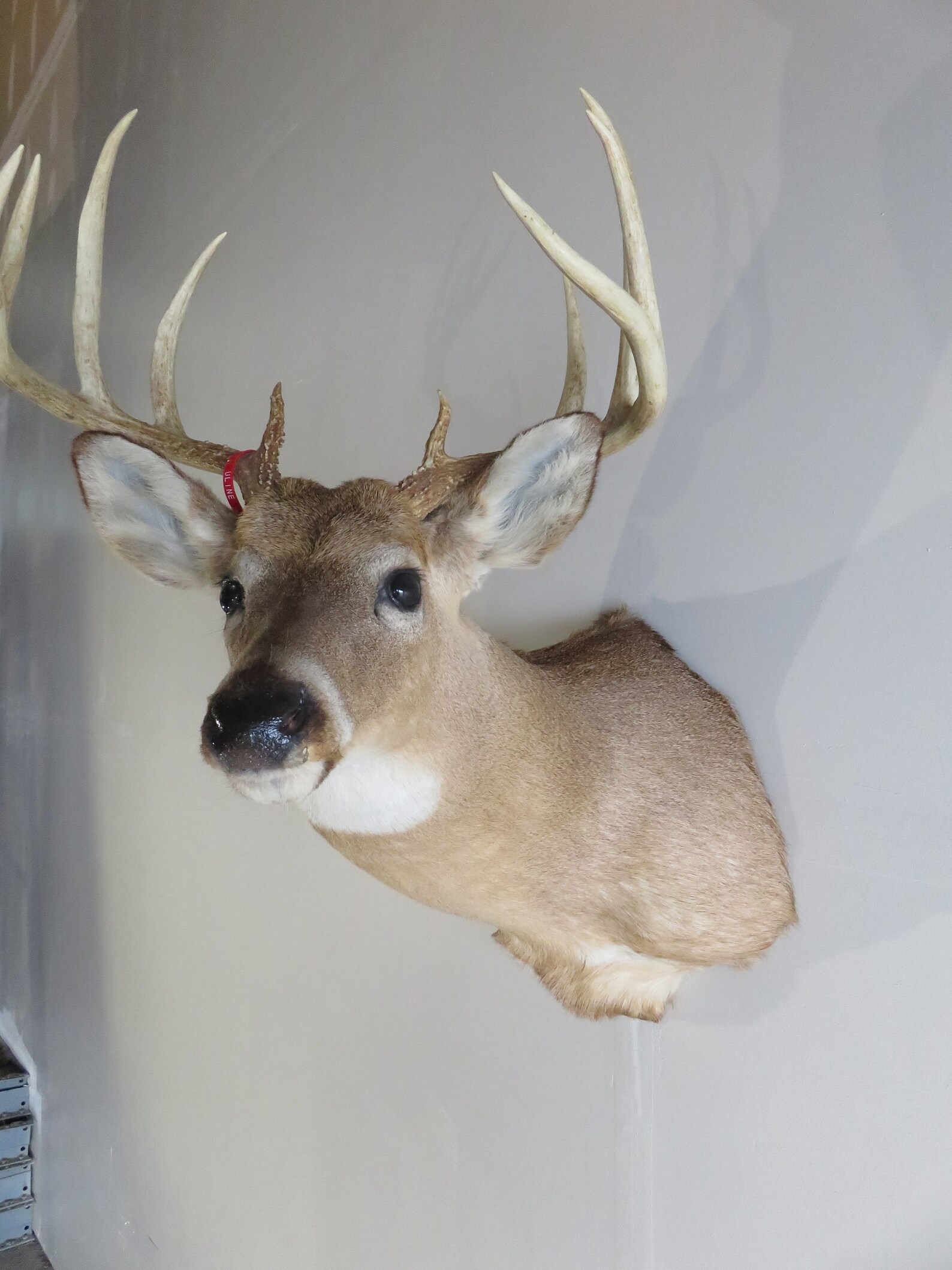Whitetail Taxidermy Mount- Turned Head - Etsy