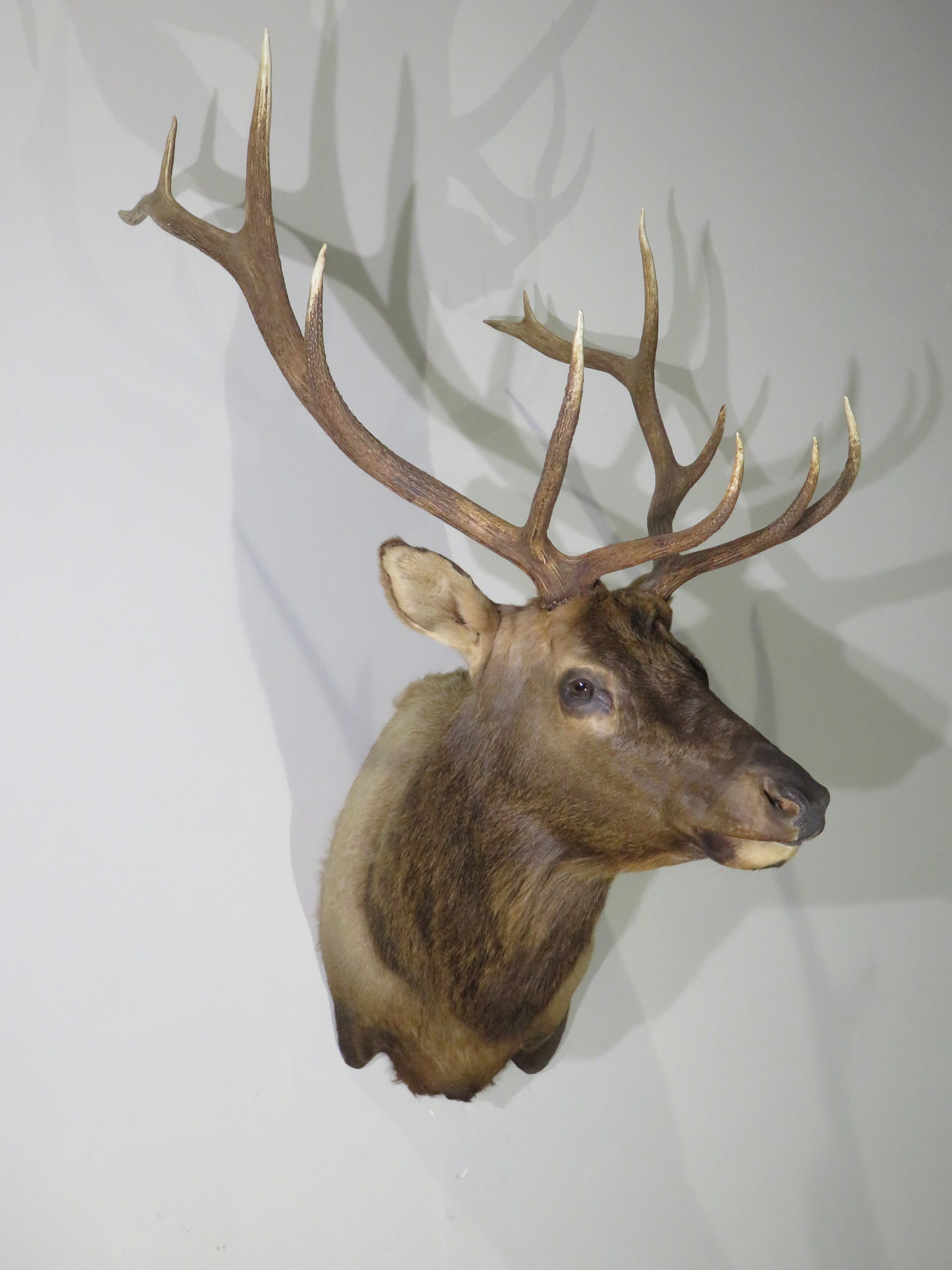 Elk Bull Mount