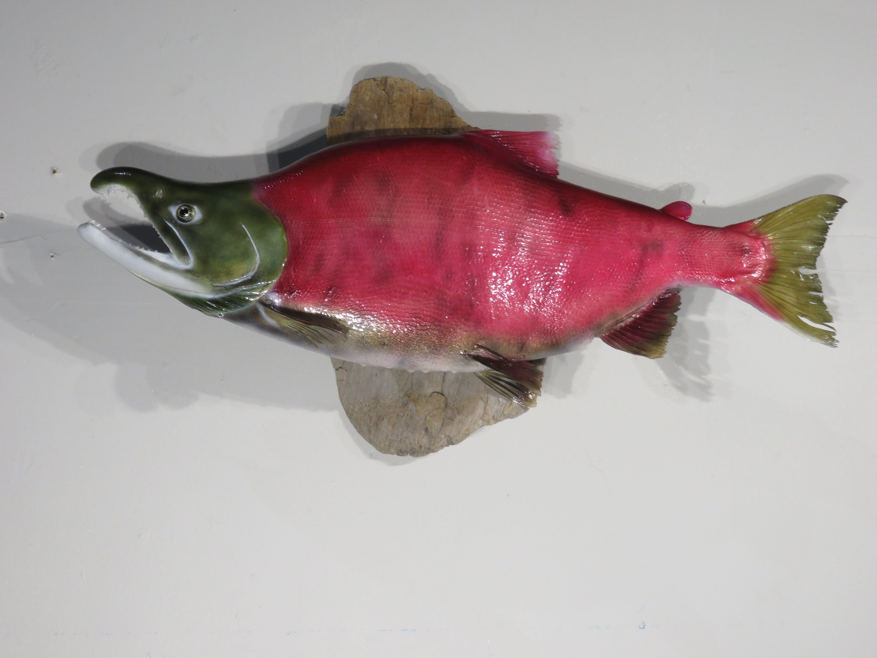 Sockeye Salmon Taxidermy for Sale. - Etsy