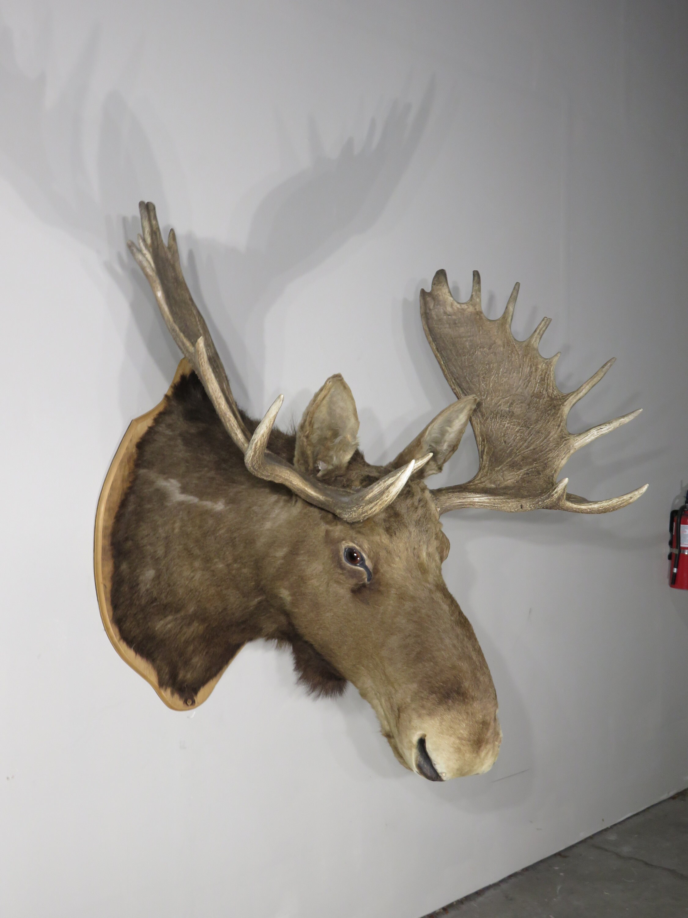 Shiras Moose Taxidermy Mount for Sale - Etsy