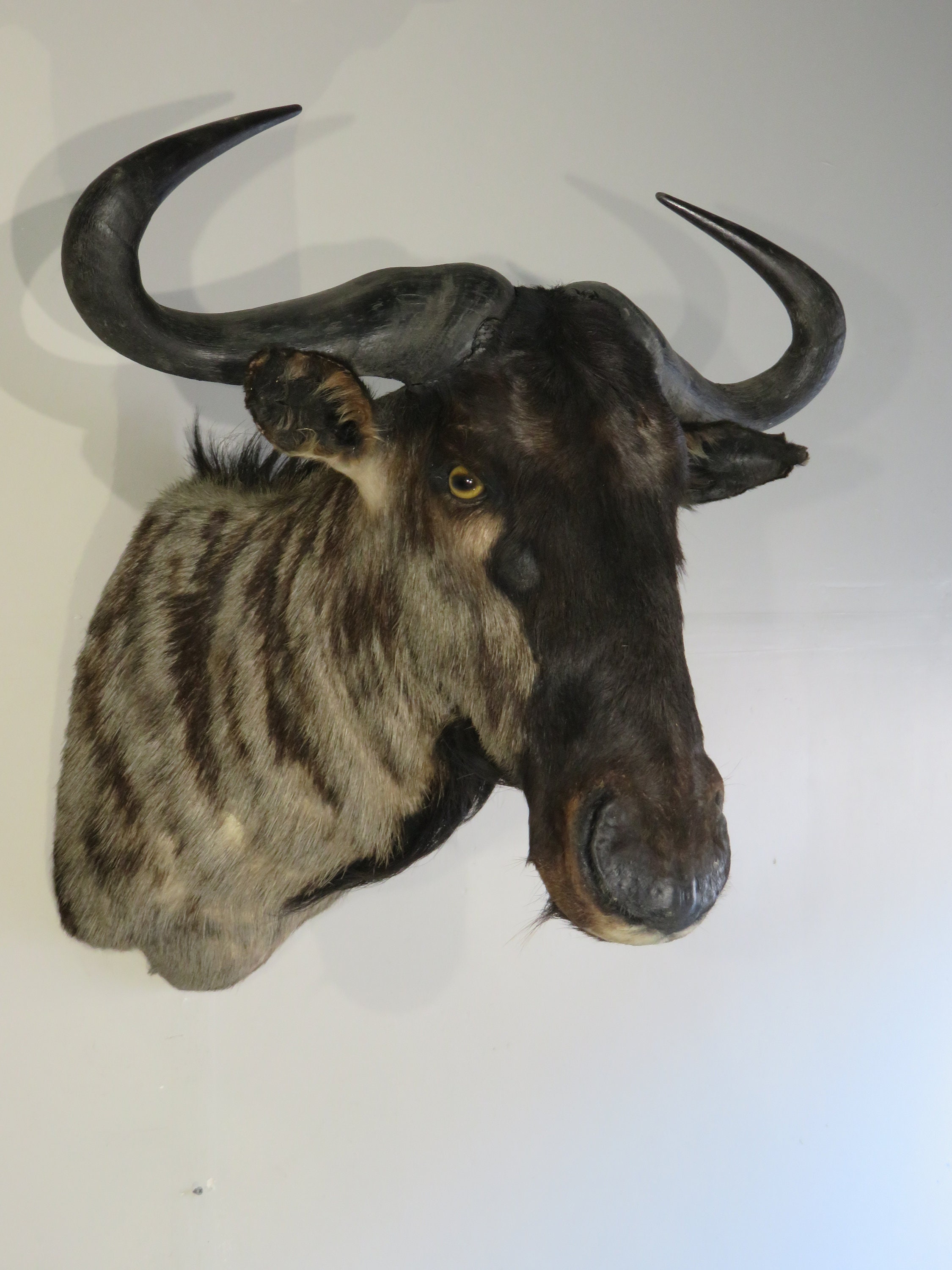 Wildebeest Head