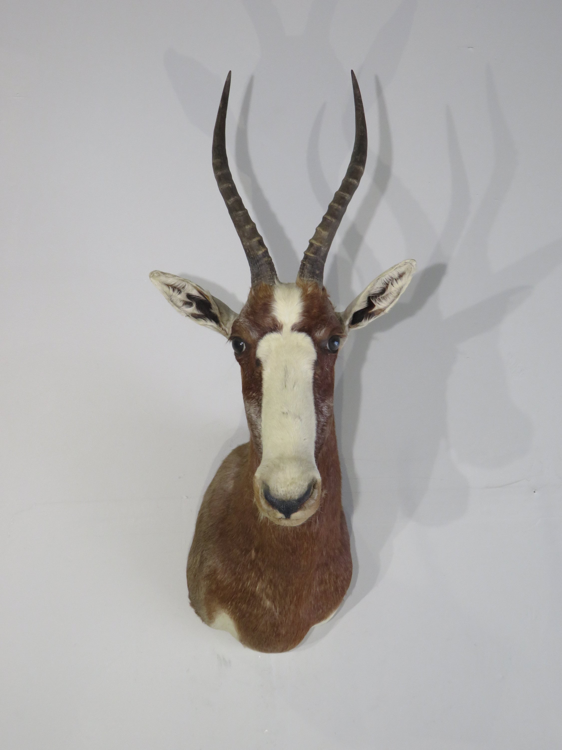 African Blesbok Taxidermy Shoulder Mount - Etsy