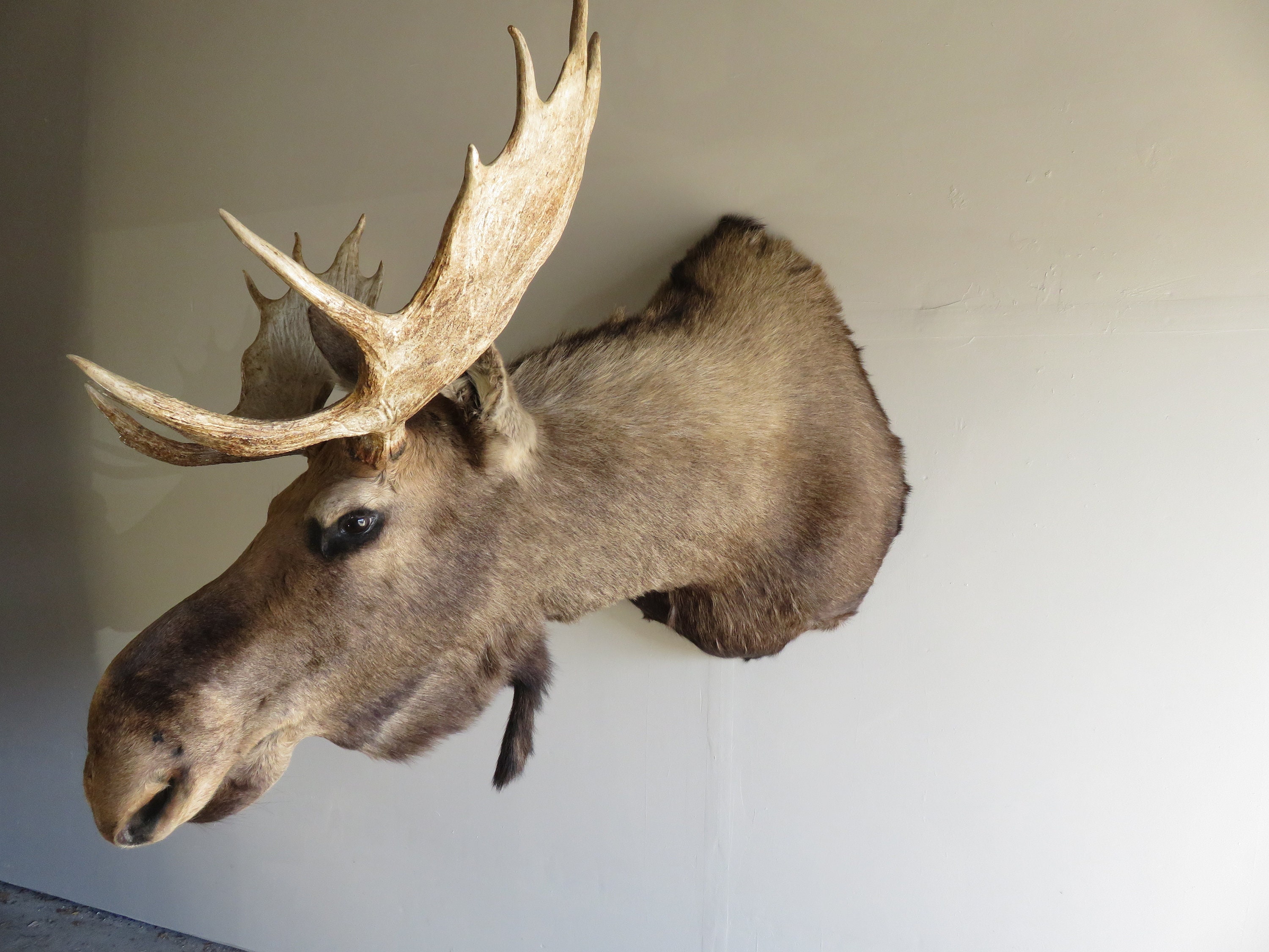 Moose Shoulder Mount - Etsy
