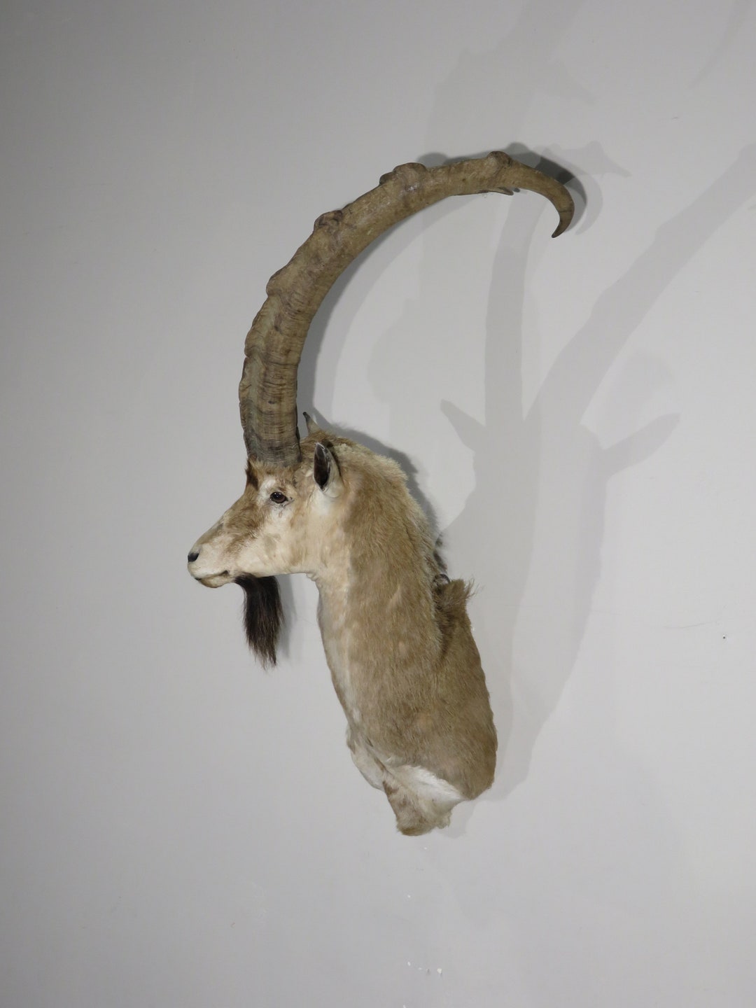 Hybrid Ibex Shoulder Mount for Sale. O-118I - Etsy