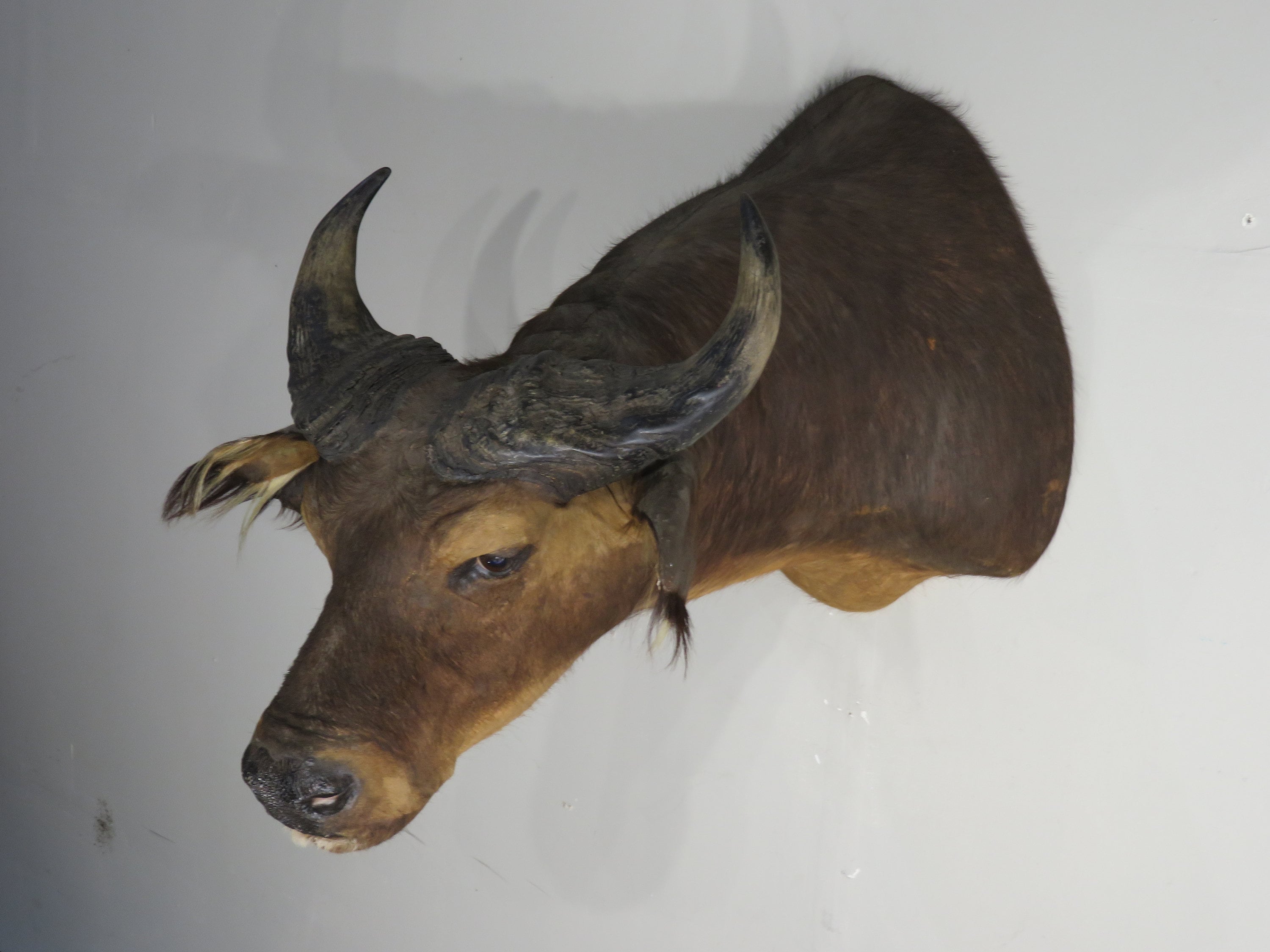 Water Buffalo Shoulder Mount for Sale - Etsy
