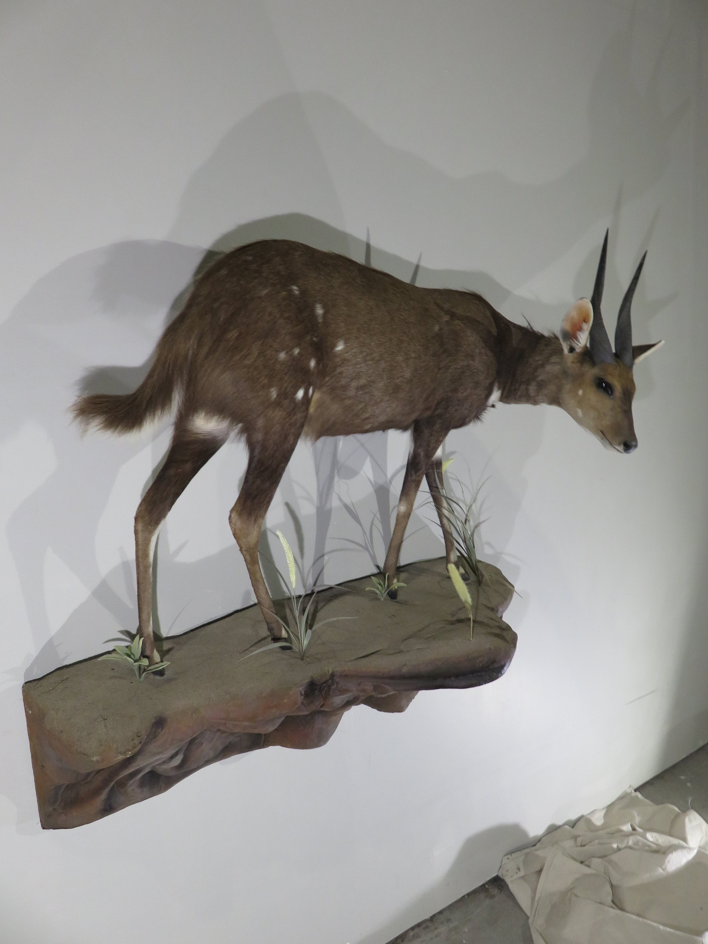 Bushbuck Life Sized Mount for Sale. - Etsy