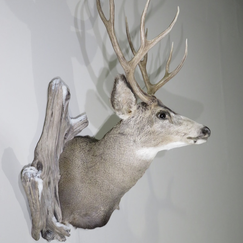 Gray Deer Head - Etsy