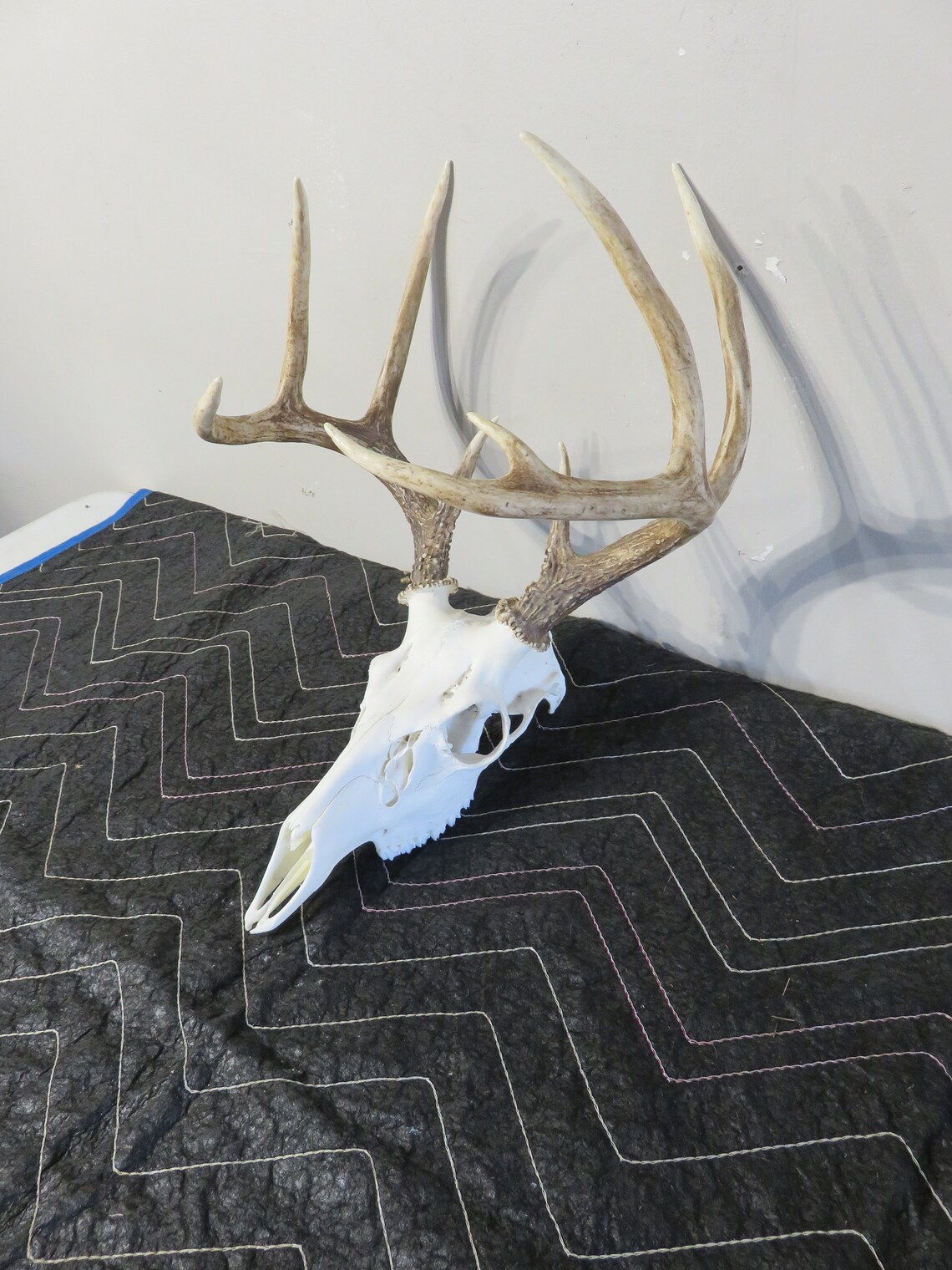 Whitetail European Mount - Etsy