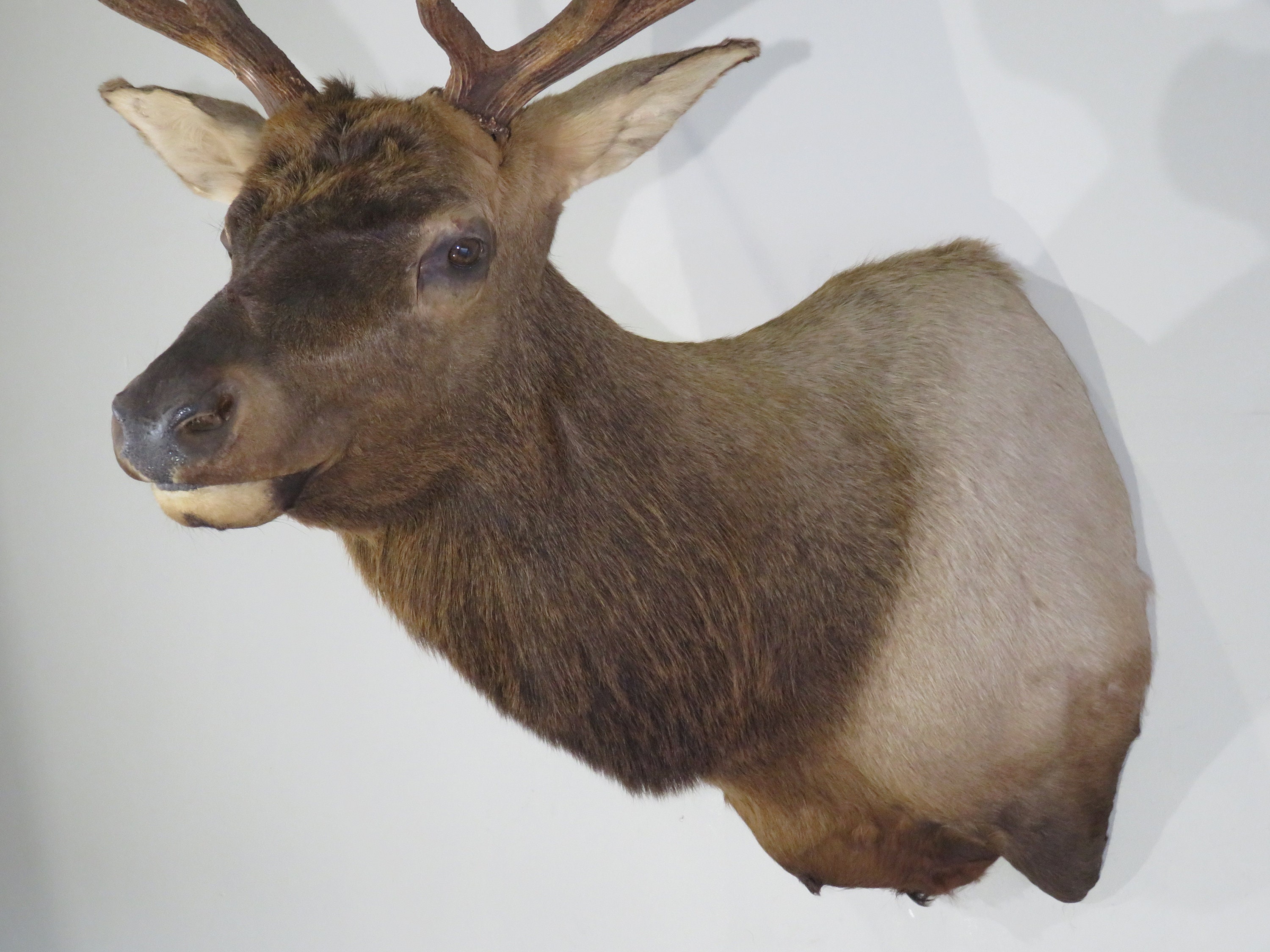Mounted Elk Head Value