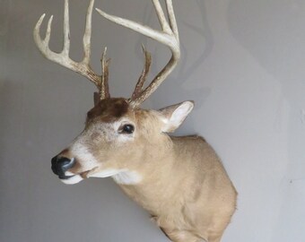 Whitetail Doe Shoulder Mount - Etsy