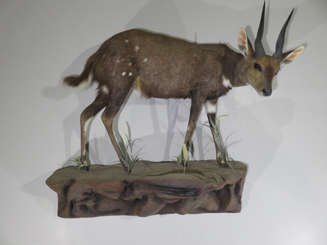 Bushbuck Life Sized Mount for Sale. - Etsy