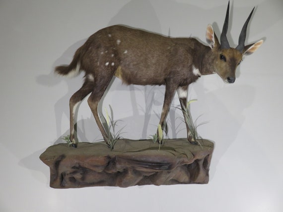 Bushbuck Mount