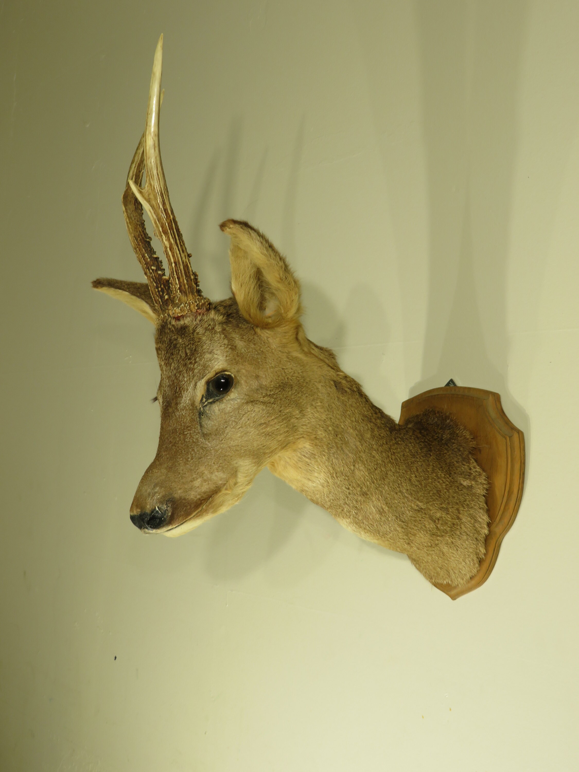European Roe Deer Buck Vintage Taxidermy Mount for Sale. - Etsy