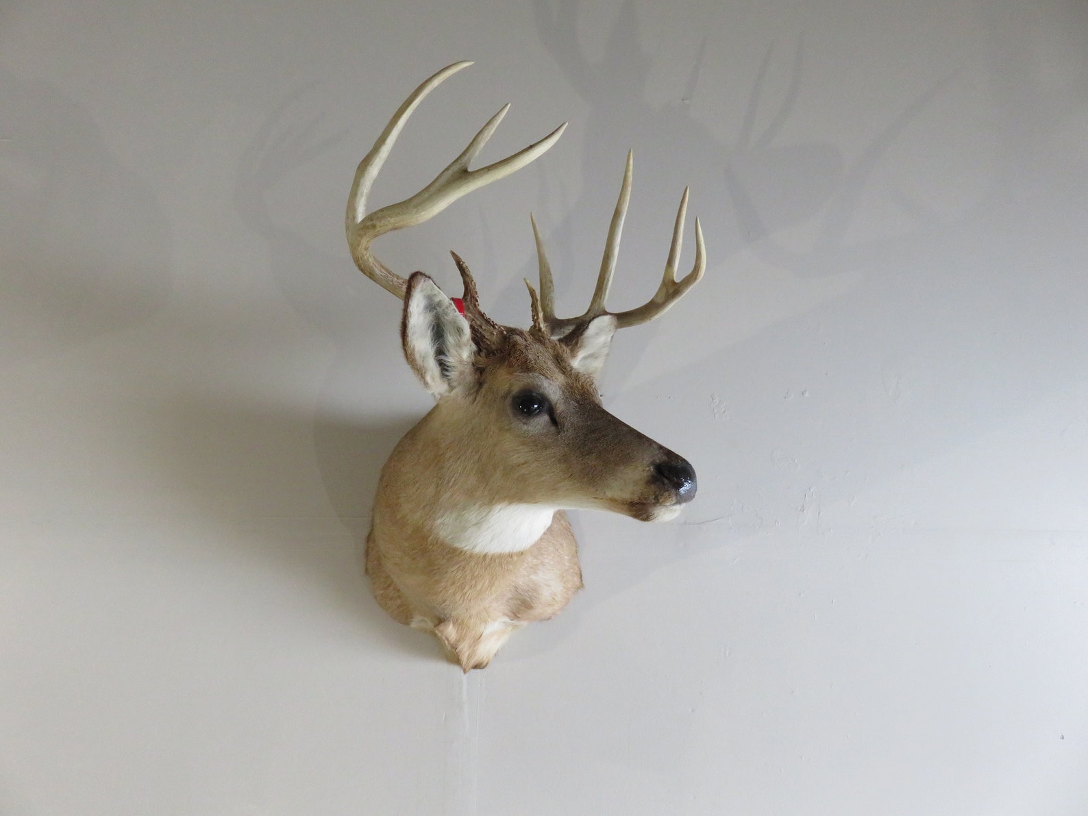 Whitetail Taxidermy Mount- Turned Head - Etsy