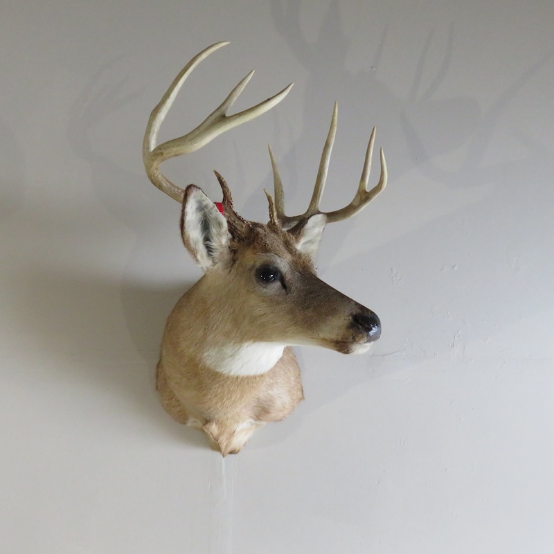 Real Mounted Deer Head - Etsy