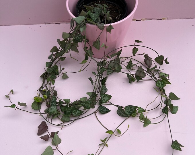 String of Spades, Ceropegia Woodii - Etsy