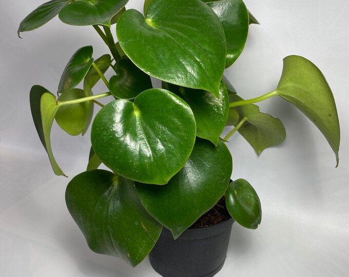 Peperomia Polybotrya, Raindrop Peperomia, Real House Plant - Etsy