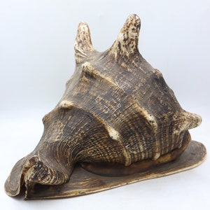 100% Natural Conch Shells Queen Sea Shell Large Size for Collection ...