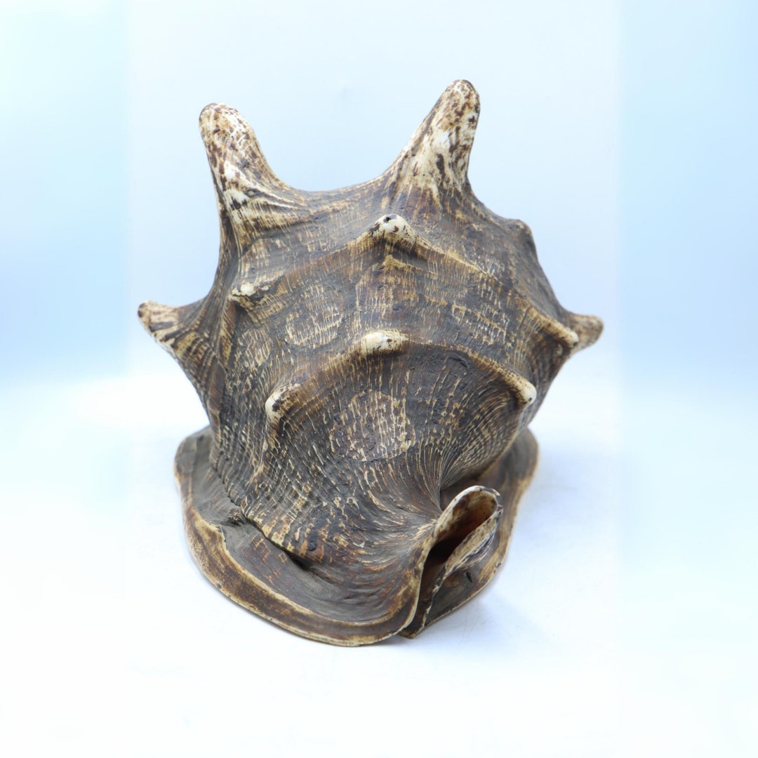 100% Natural Conch Shells Queen Sea Shell Large Size for Collection ...