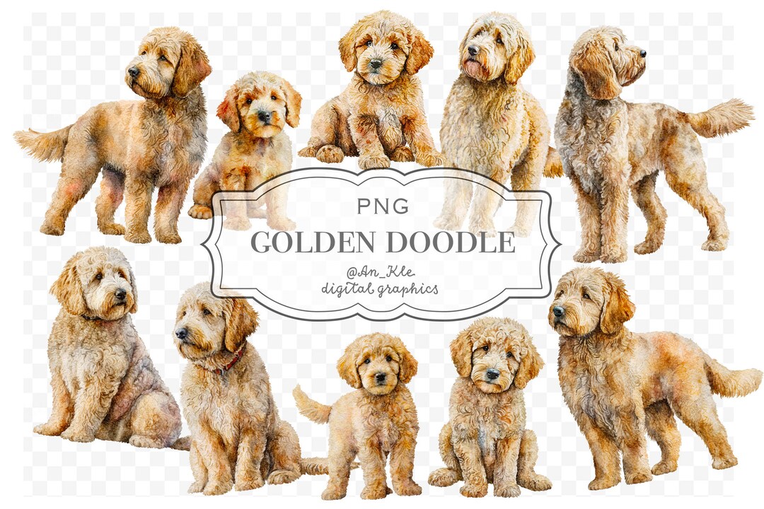 Goldendoodle Dogs Clipart Png Digital Download, Golden Doodle ...