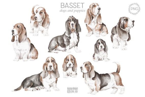 Basset Hound Dogs and Puppies Watercolor Dogs Clipart Png - Etsy