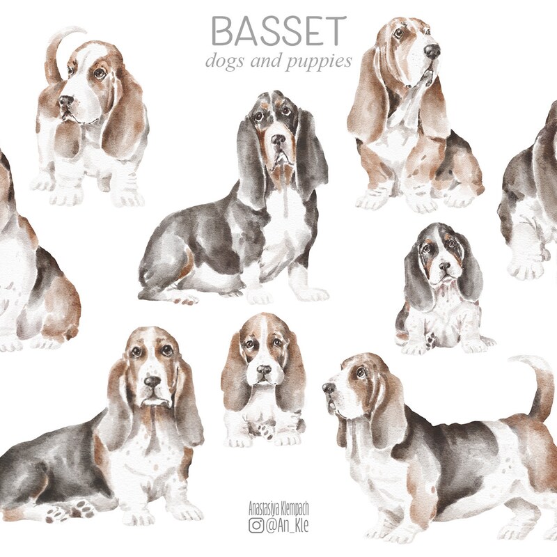 Basset Hound Clipart - Etsy