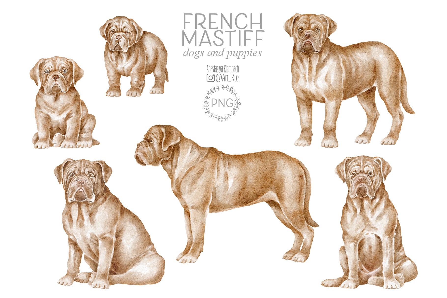 French Mastiff Puppies