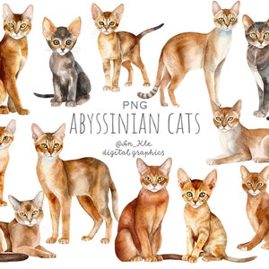 Abyssinian Cats Clipart Png Digital Download, Abyssinian Kitten ...