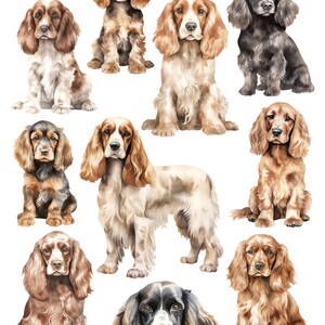 English Cocker Spaniel Dogs Clipart Set, Cocker Spaniel Dogs Group ...