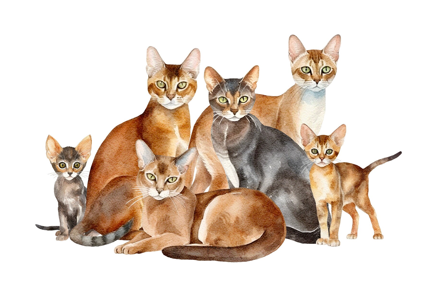 Abyssinian Cats Clipart Png Digital Download Abyssinian - Etsy Australia
