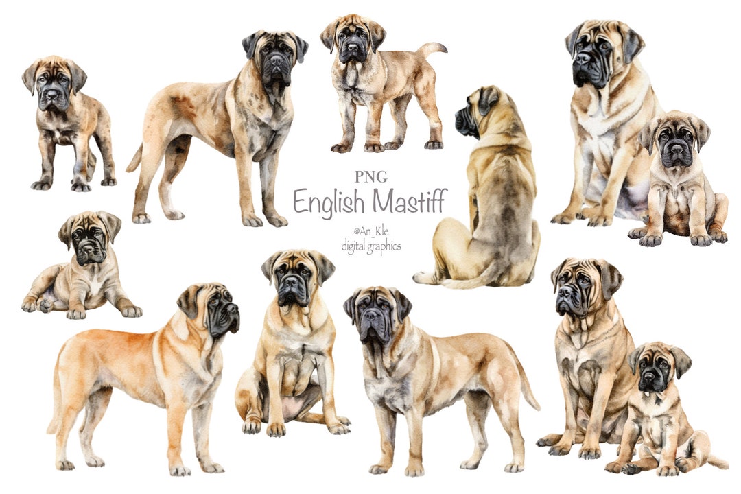 English Mastiff Dogs Clipart Png Digital Download, Watercolour Mastiff ...