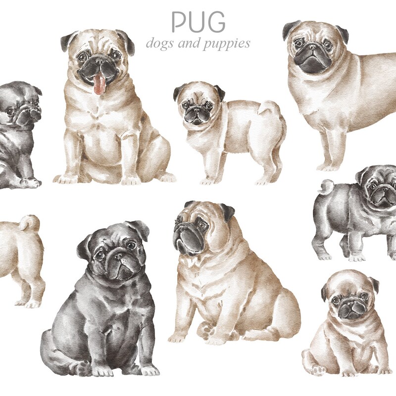 Pug Watercolor - Etsy
