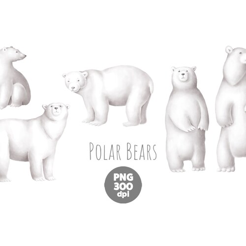 Polar Bears Clipart Set Hand Drawn Digital Downloadable - Etsy