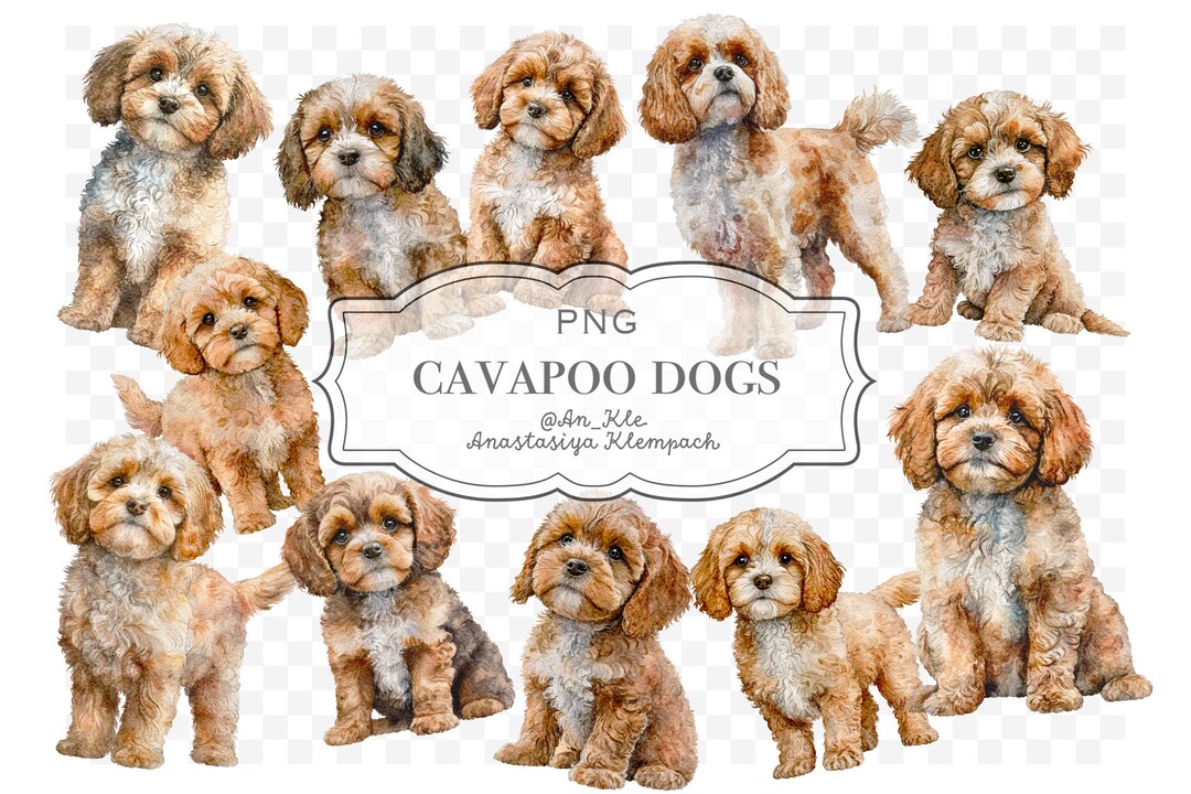 Cavapoo perros clipart png descarga digital, lindas ilustraciones ...