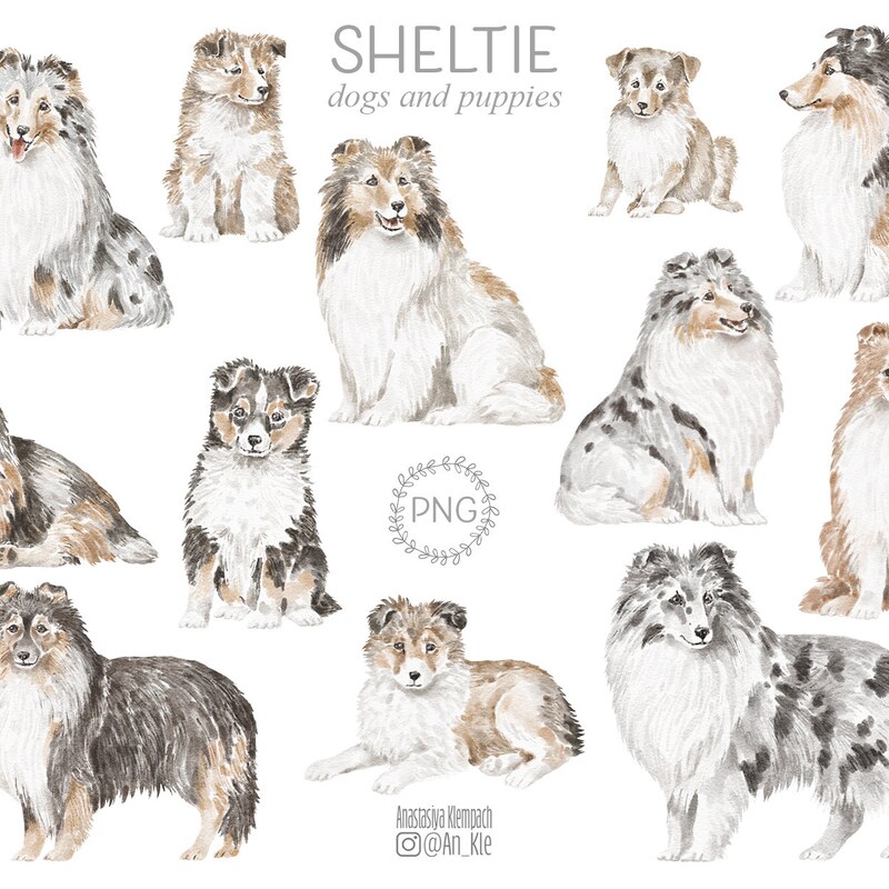 Sheltie Art - Etsy