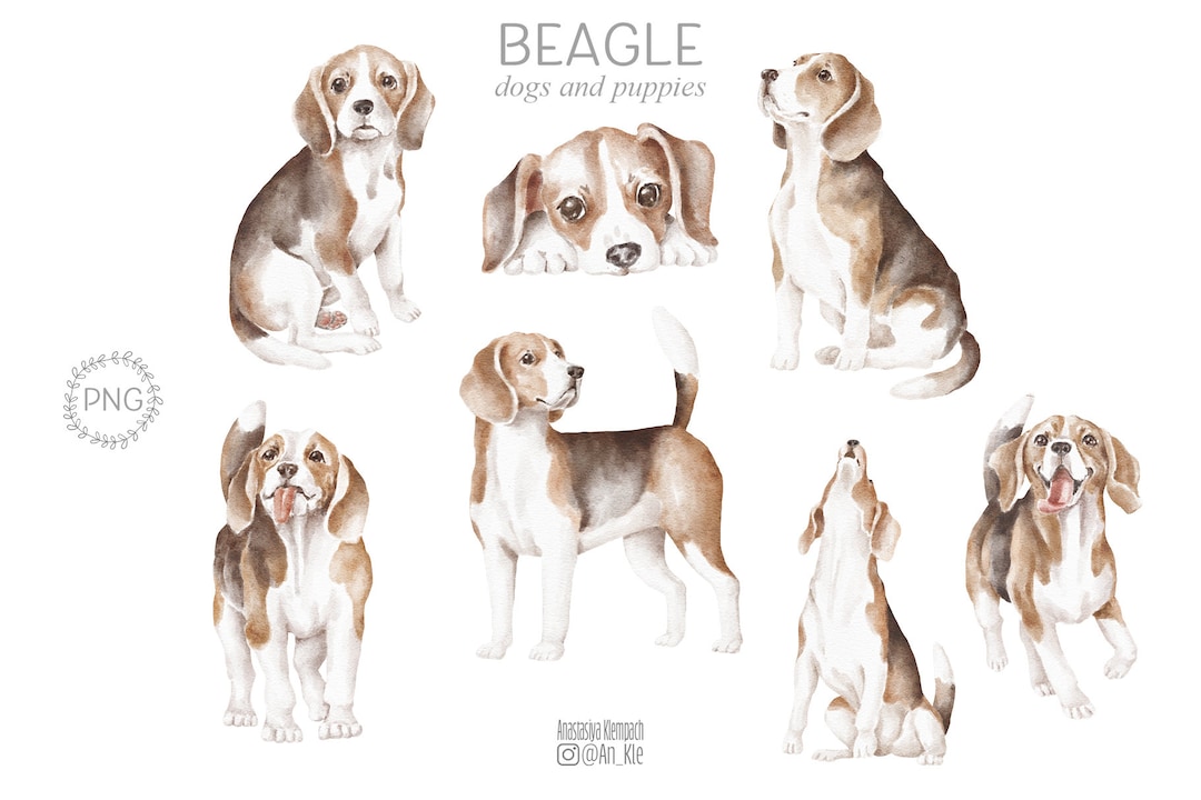 Beagle Hand Drawn Clipart Png, Cute Beagle Dogs Digital Watercolor ...