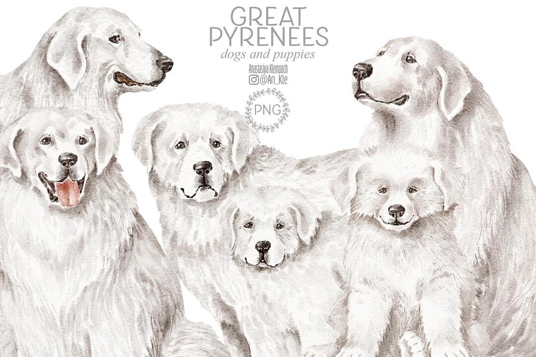 Great Pyrenees Dogs and Puppies Hand Drawn Illustrations Clipart Png ...